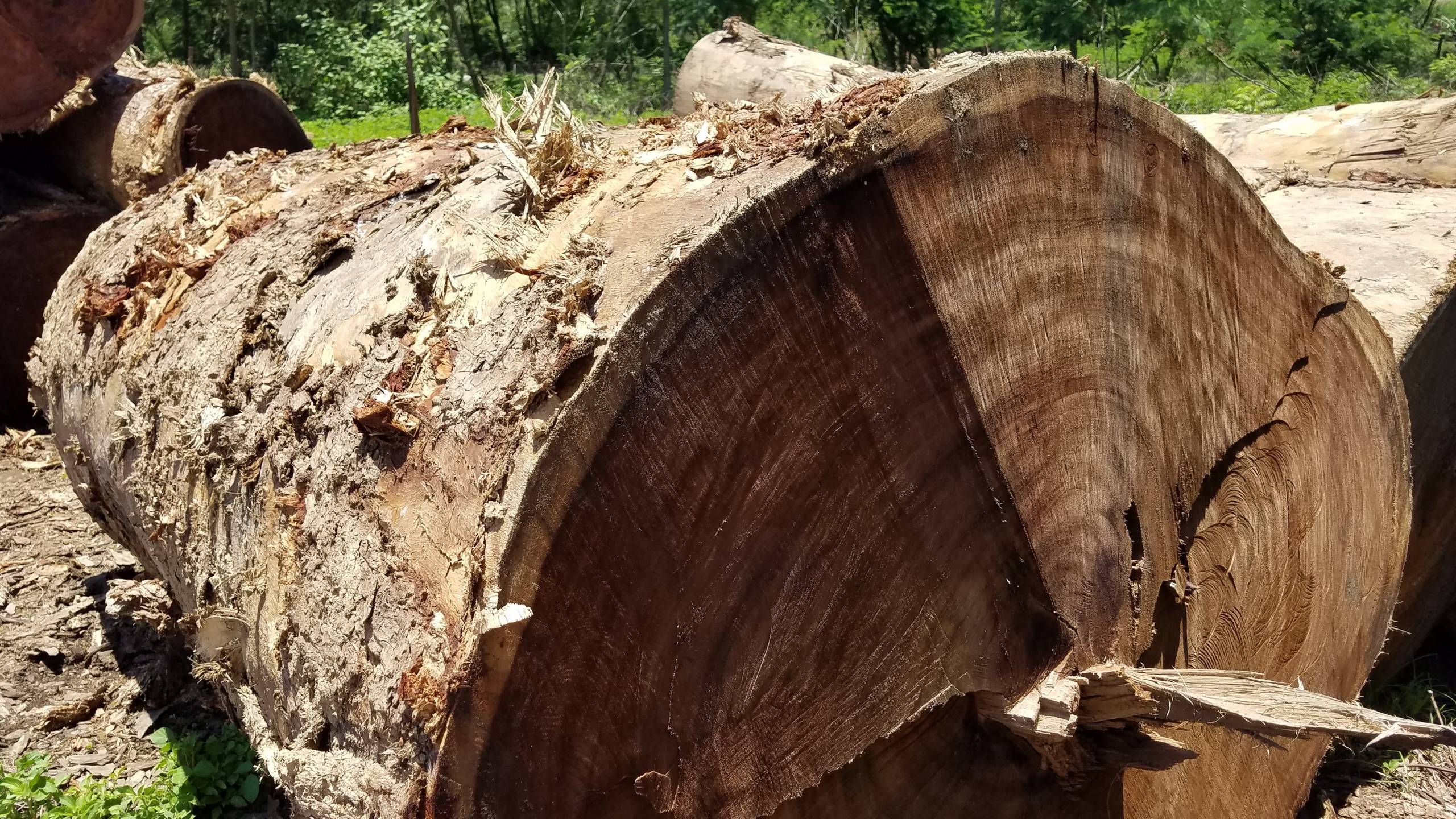 Tropical and Exotic Hardwoods & Lumber Supplier